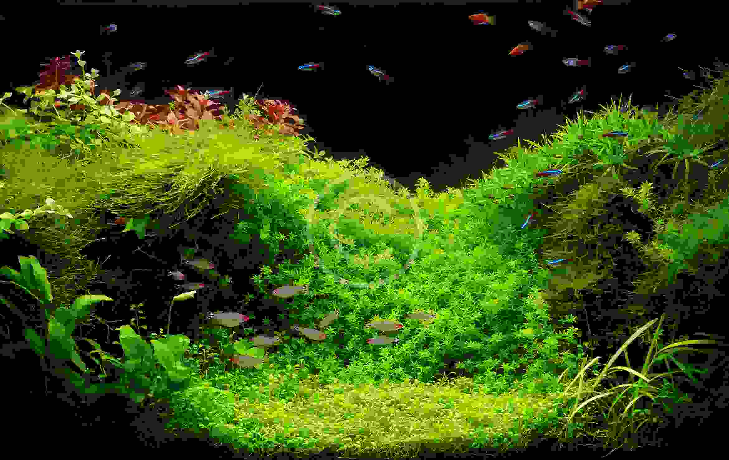 Consultation – Cobasal